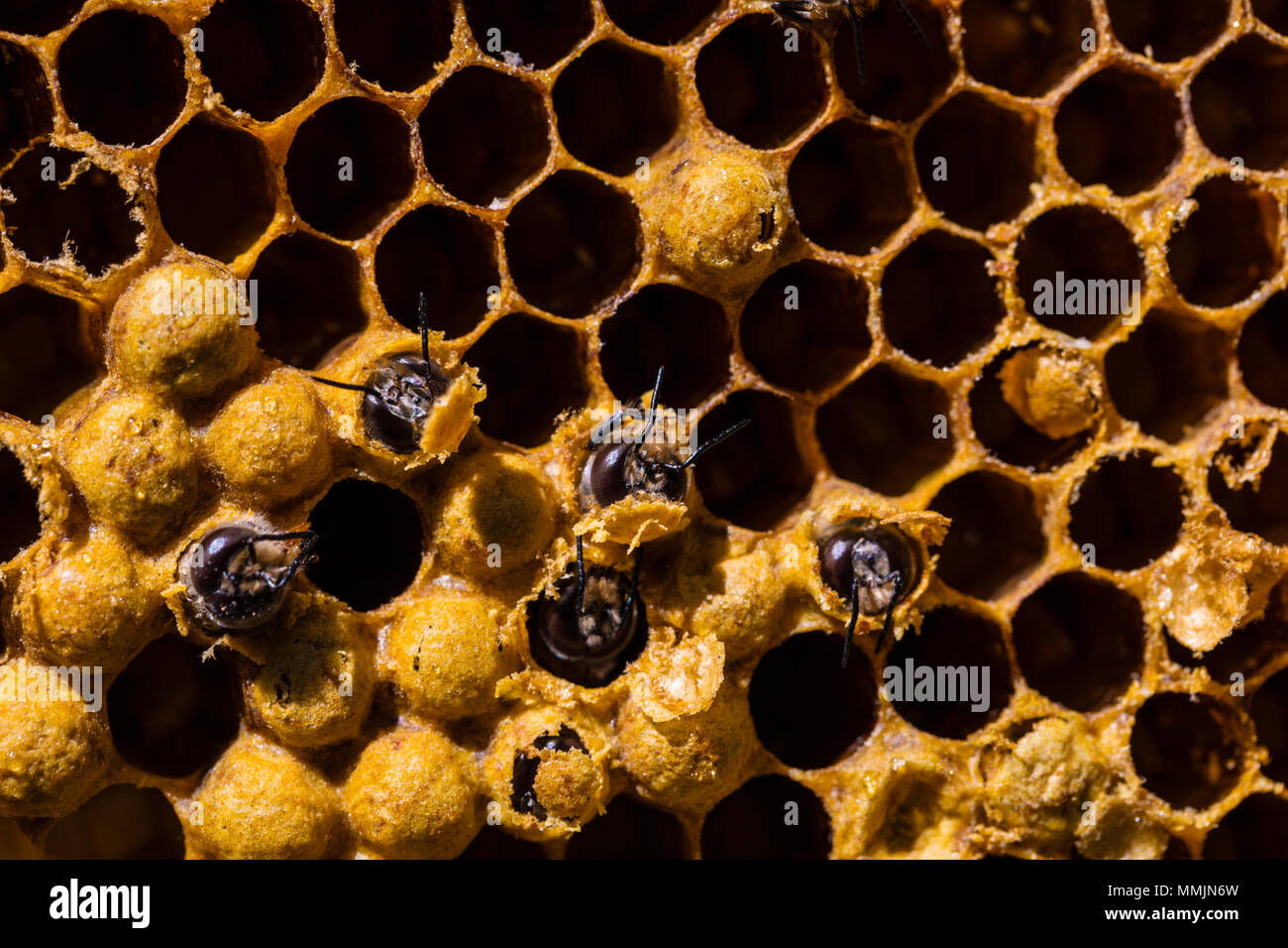 Newborn bee hatch from pilo on honeycomb in hive Stock Photo - Alamy
