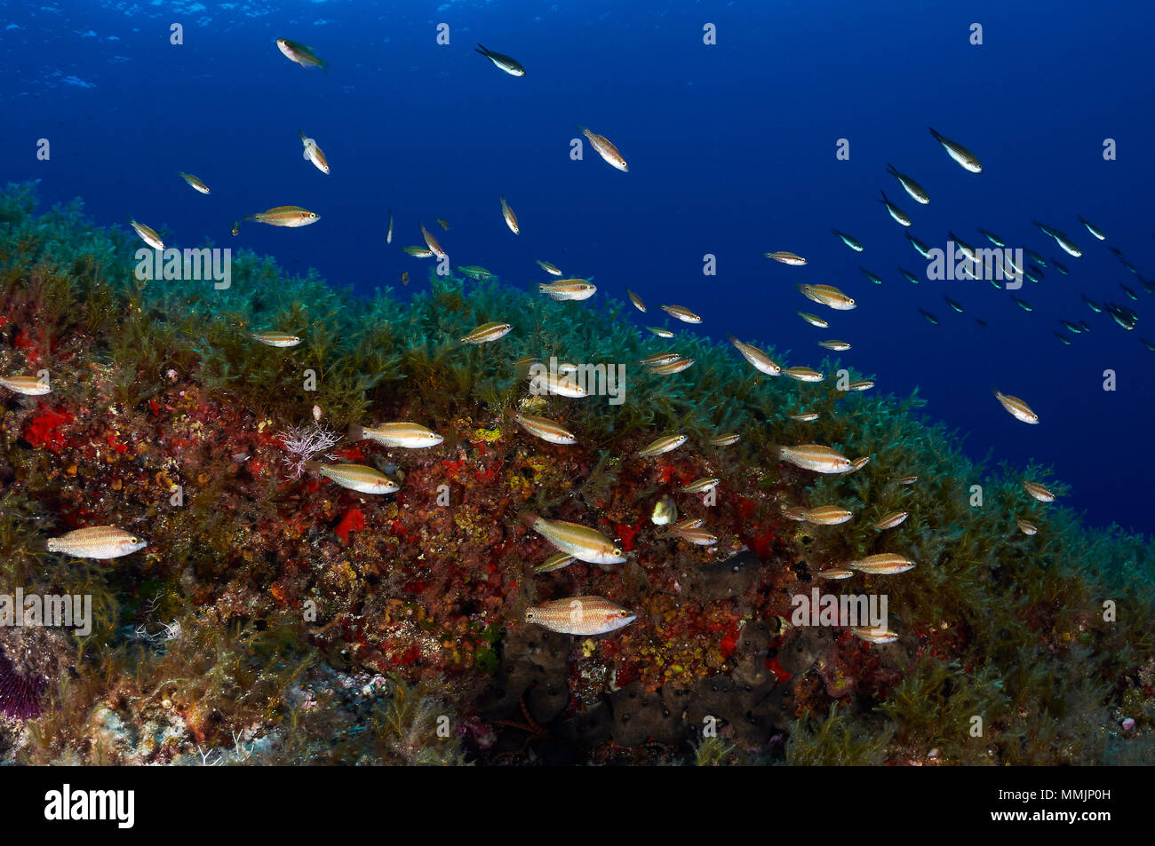A shoal of ocellated wrasse (Symphodus ocellatus) swims near a group of ...
