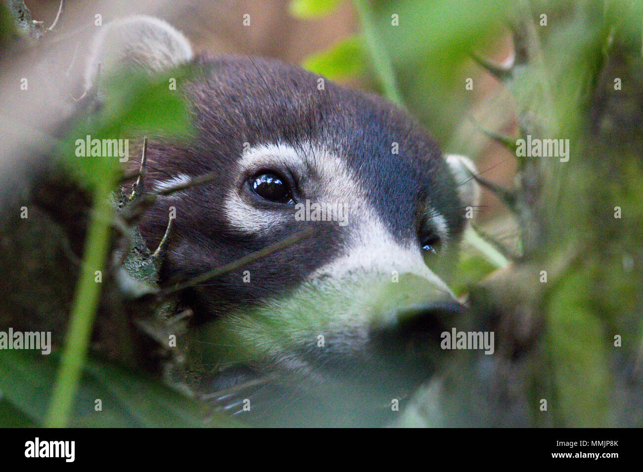 Coati in wild hi-res stock photography and images - Alamy