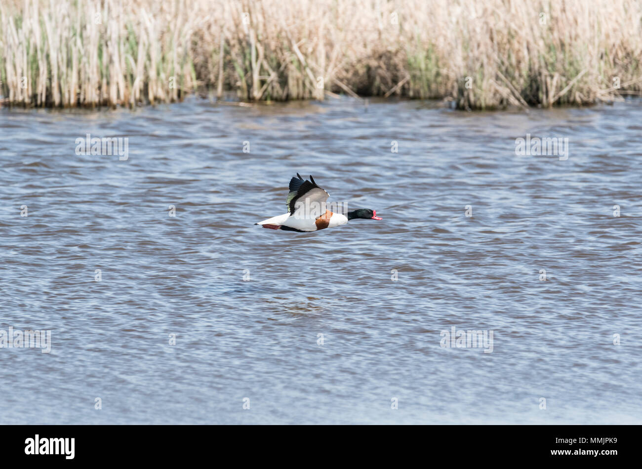 Flying shelduck hi-res stock photography and images - Alamy