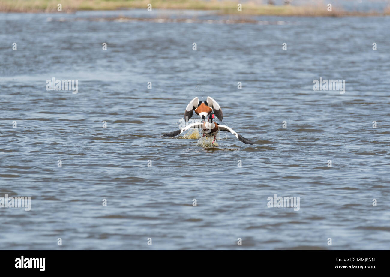 Aggressive duck hi-res stock photography and images - Alamy