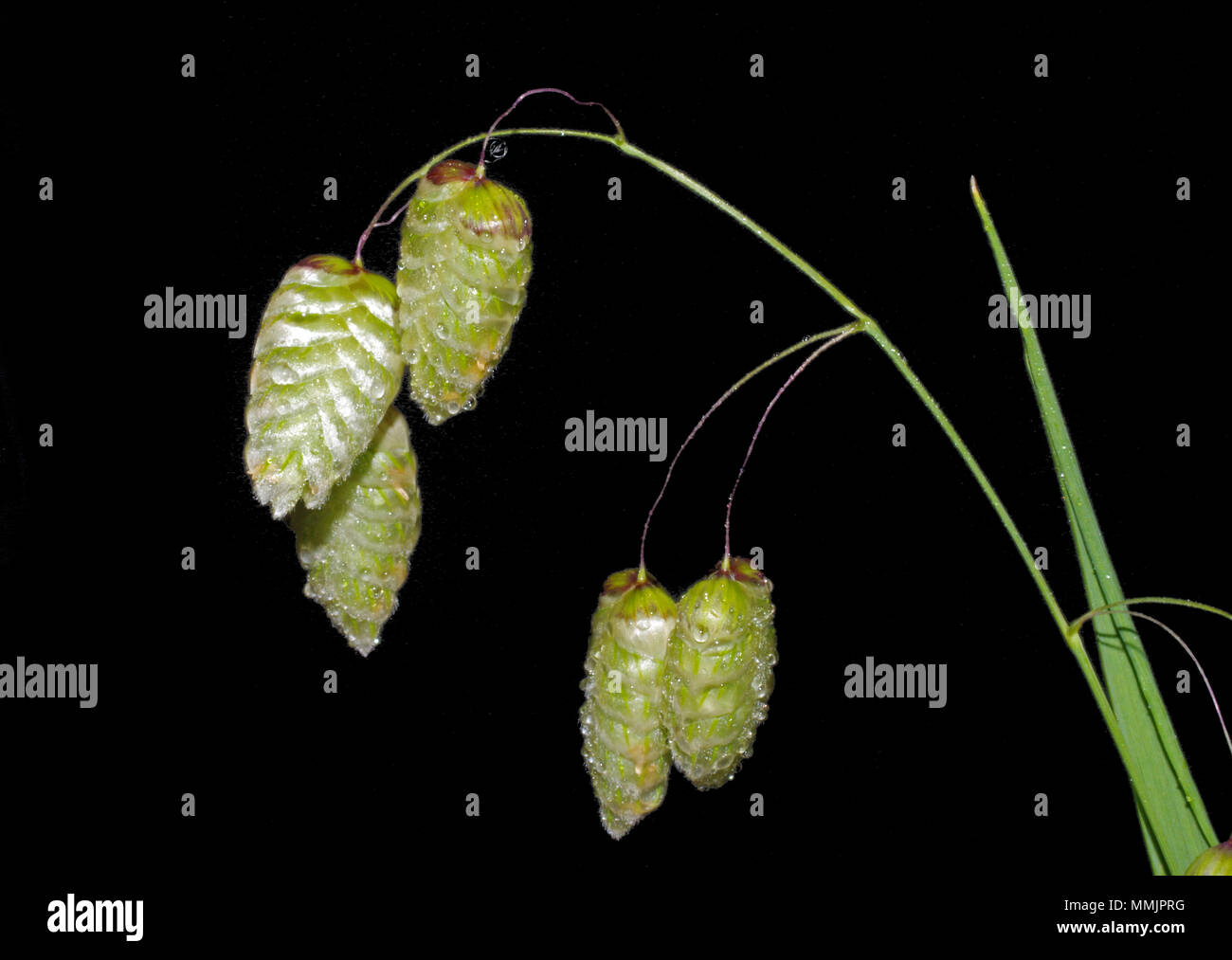 Briza maxima hi-res stock photography and images - Alamy