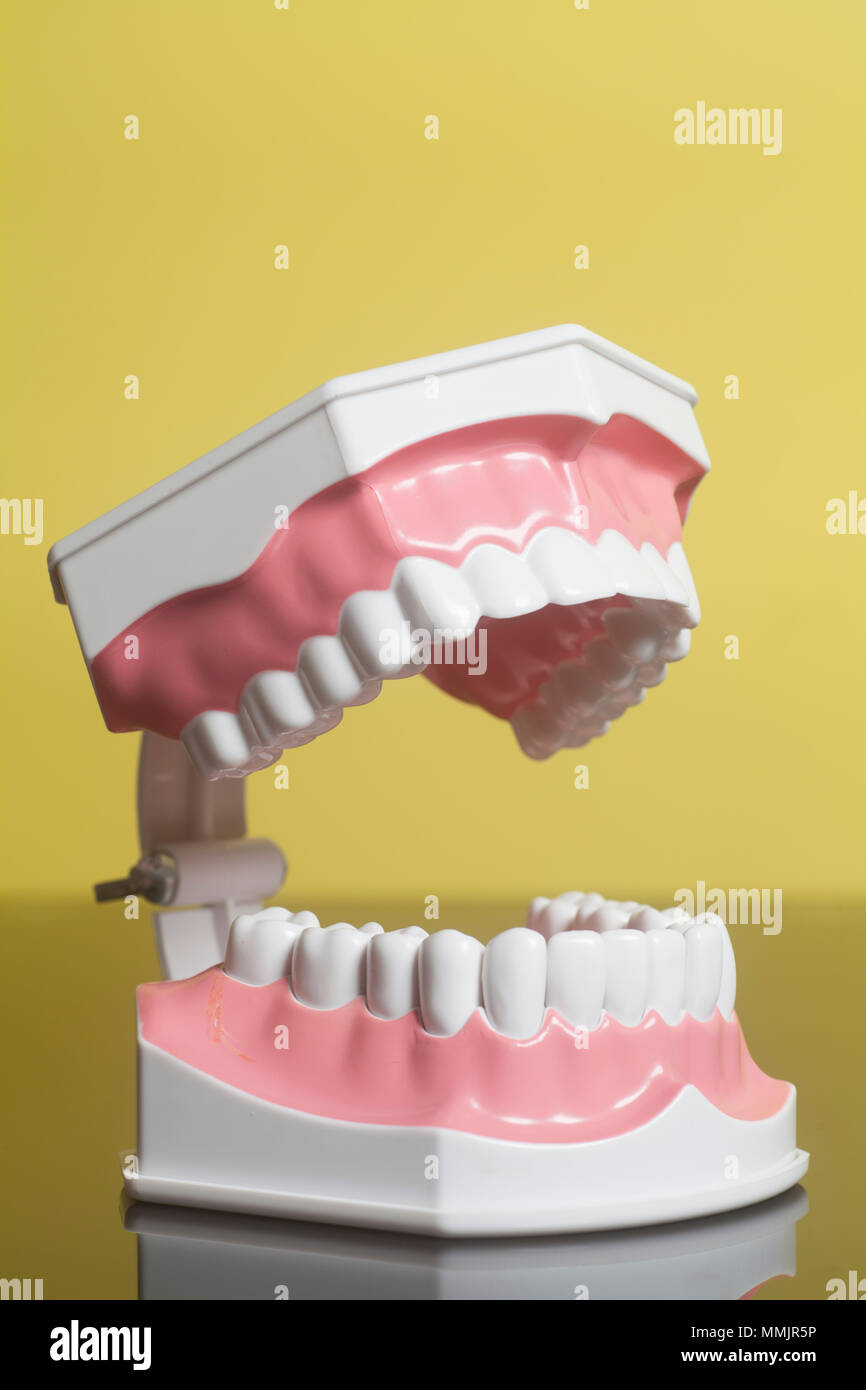 Dental human teeth model on yellow background Stock Photo - Alamy