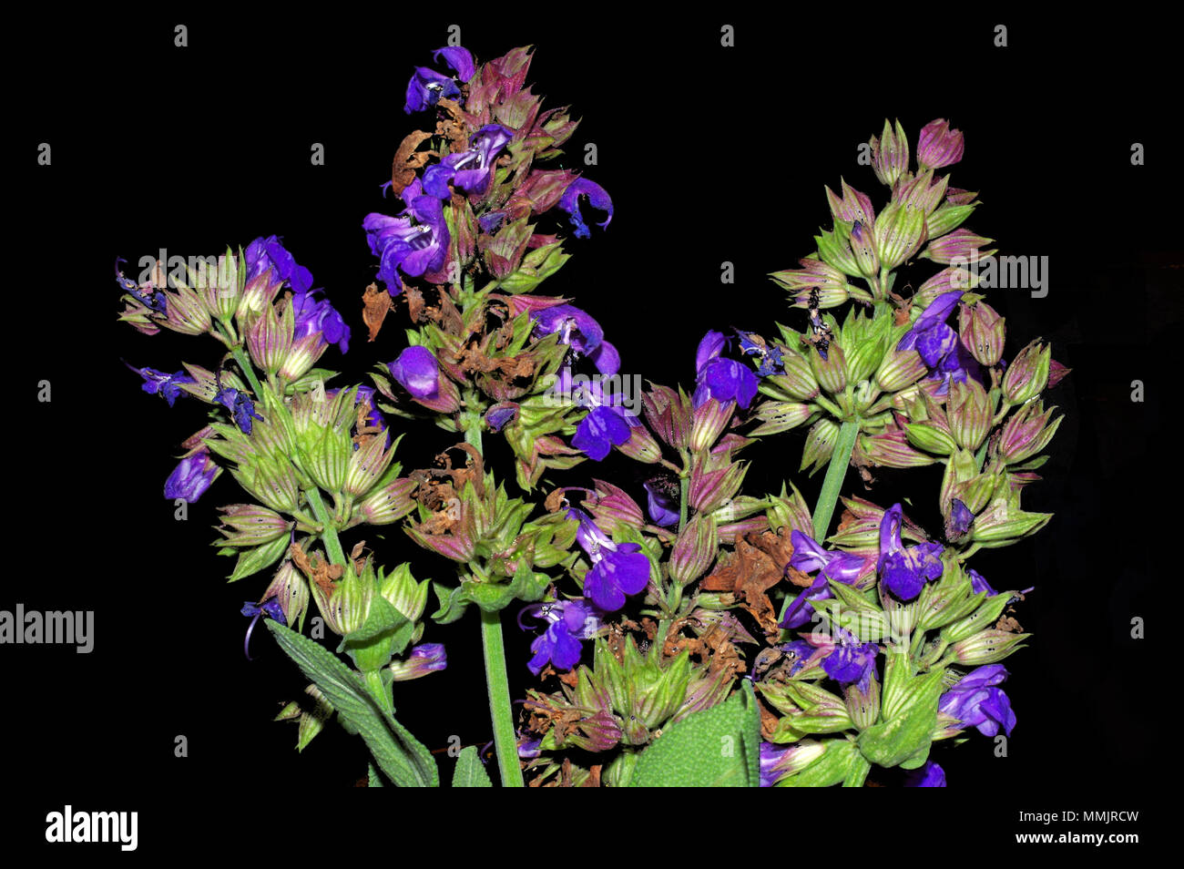 Salvia officinalis blossoming close-up Stock Photo - Alamy