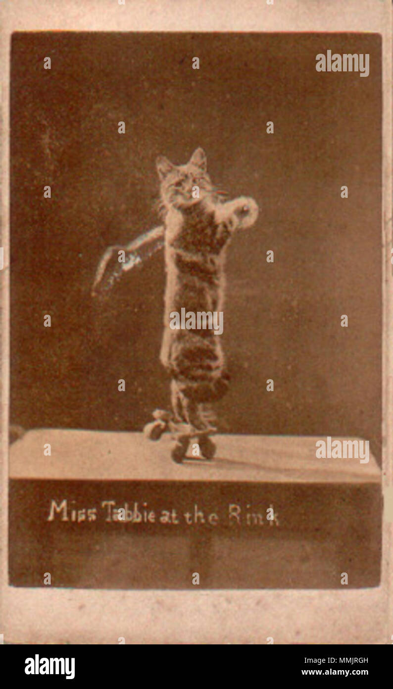 . English: 'Miss Tabbie at the Rink', a photograph of a single cat ...
