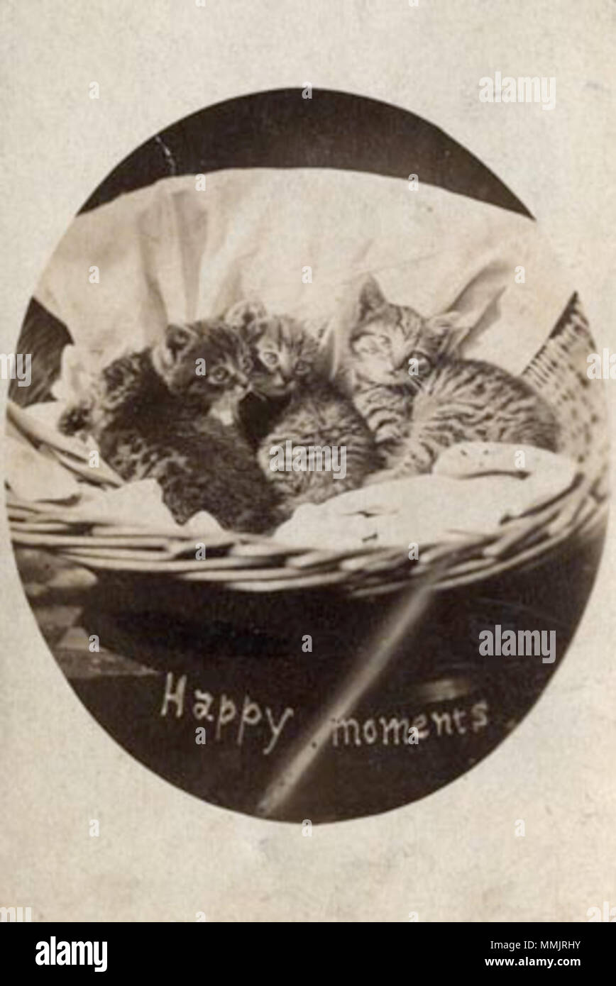 . English: 'Happy Moments', a photograph of three young cats in a ...