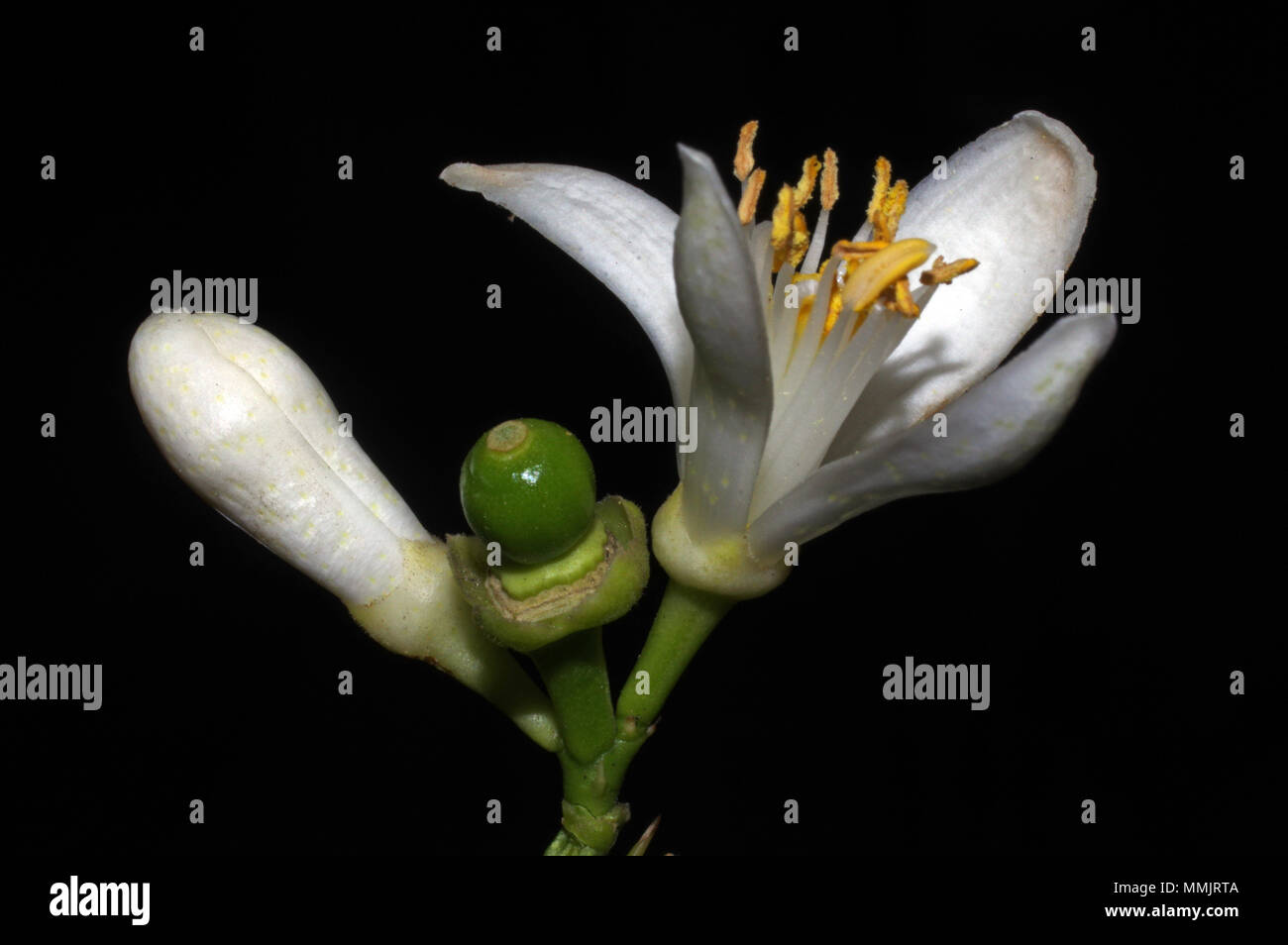 Orange bud hi-res stock photography and images - Alamy