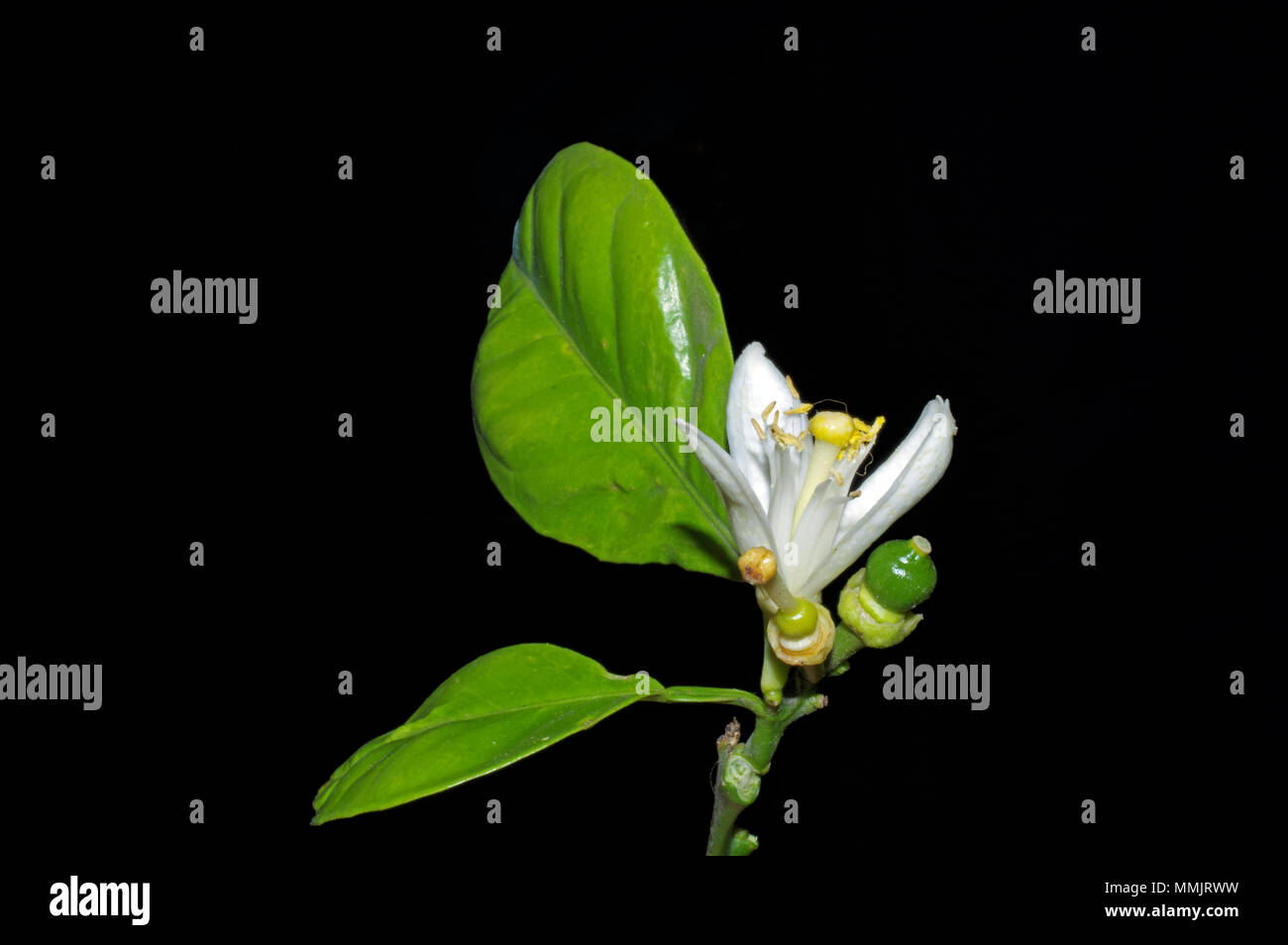 Orange bud hi-res stock photography and images - Alamy