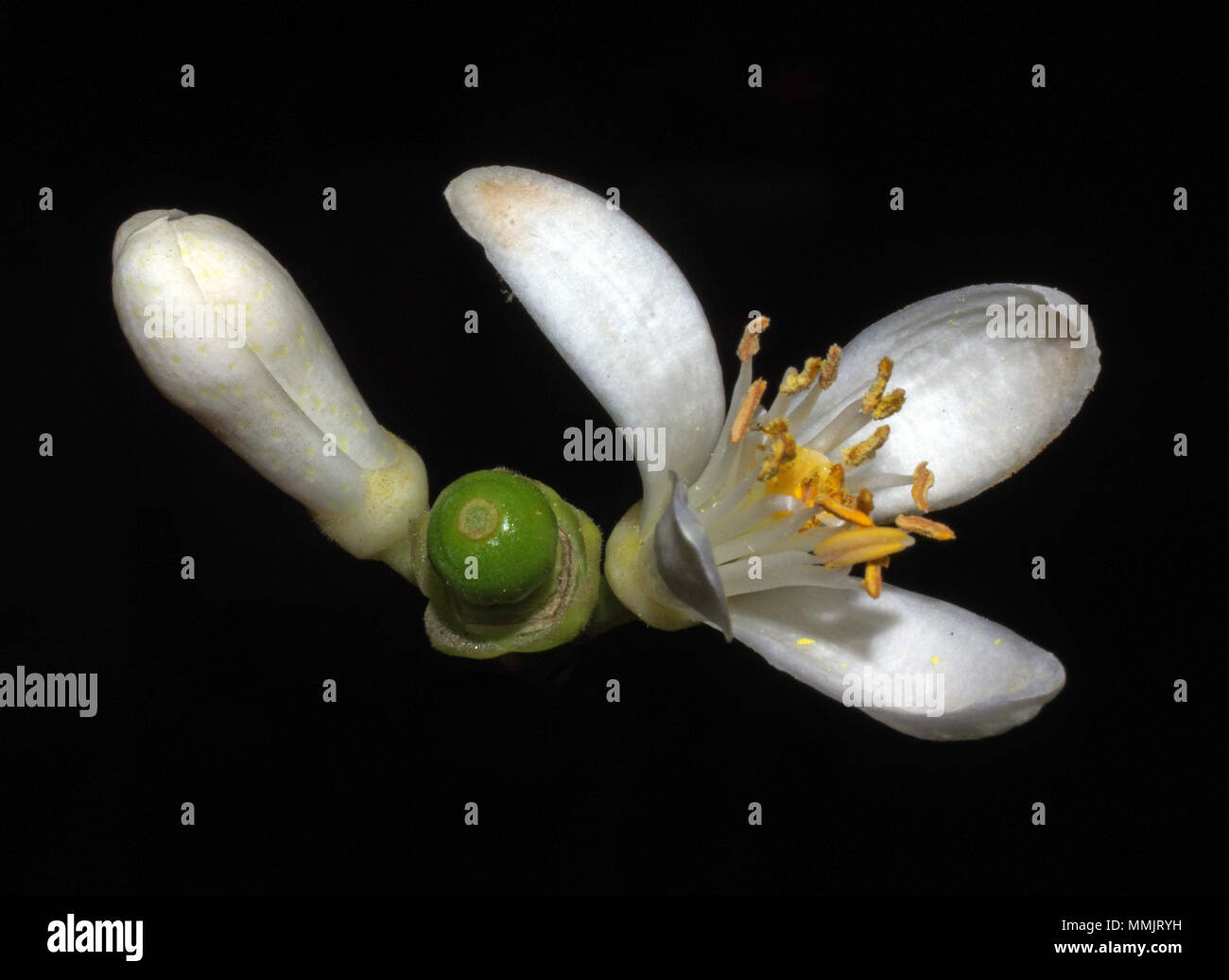 Orange bud hi-res stock photography and images - Alamy