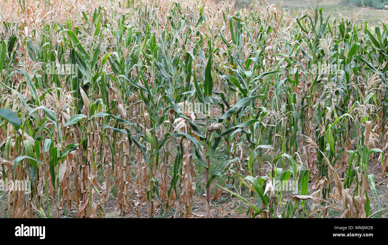 Green and Yellow Maize Corn Field Agriculture Stock Photo - Alamy