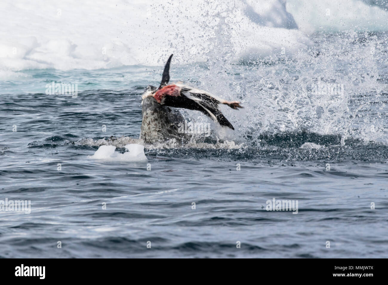 leopard seal Hydrurga leptonyx adult killing and eating penguin in sea ...