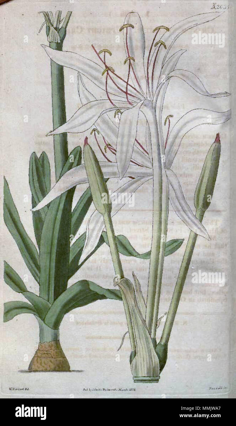 Crinum americanum hi-res stock photography and images - Alamy