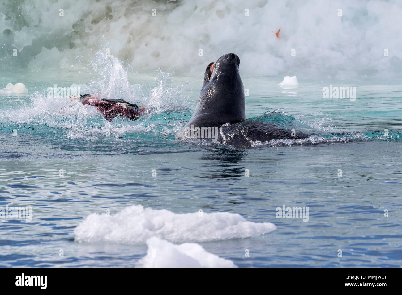 leopard seal Hydrurga leptonyx adult killing and eating penguin in sea ...