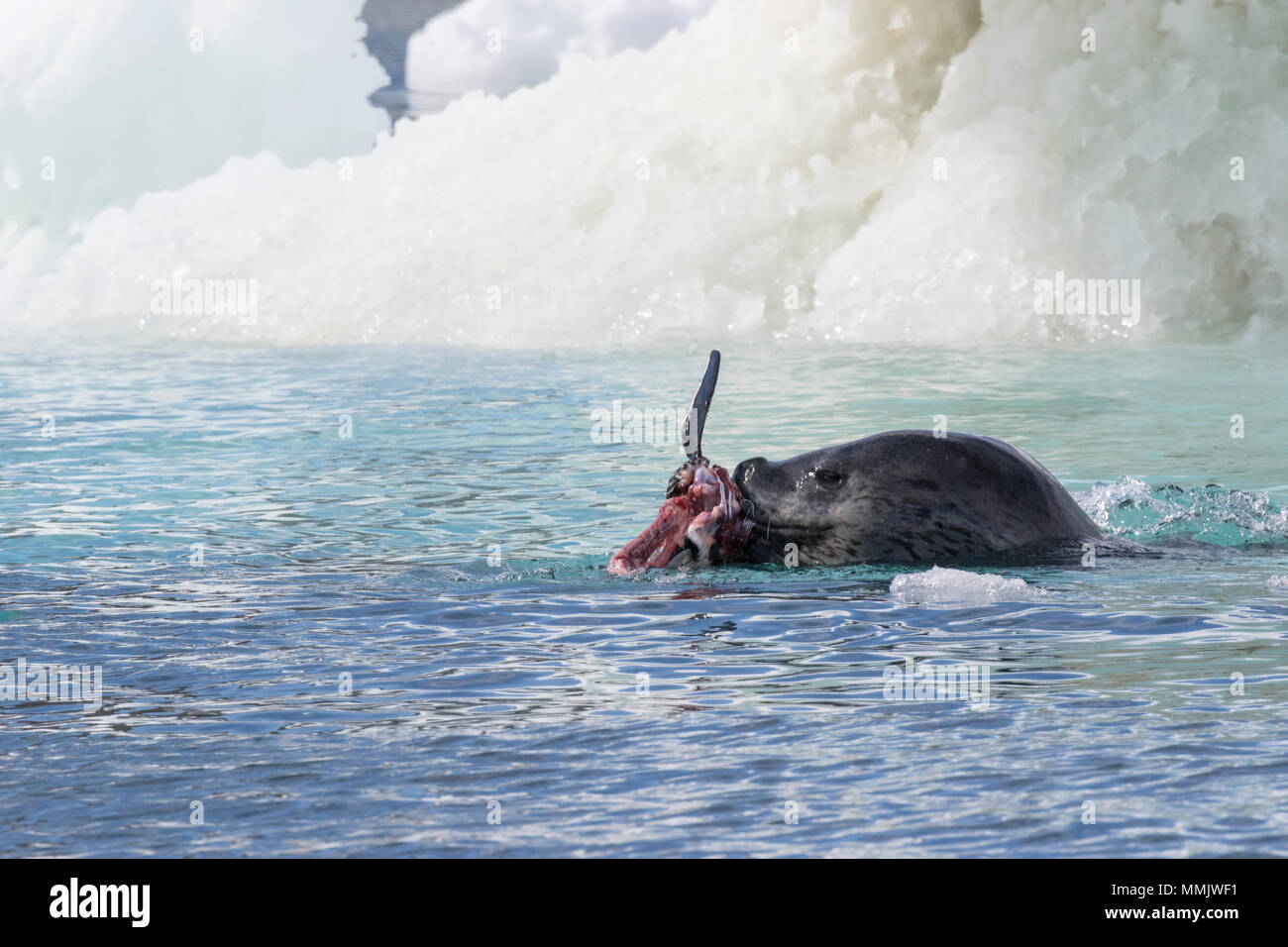 Penguin eating ice hi-res stock photography and images - Alamy