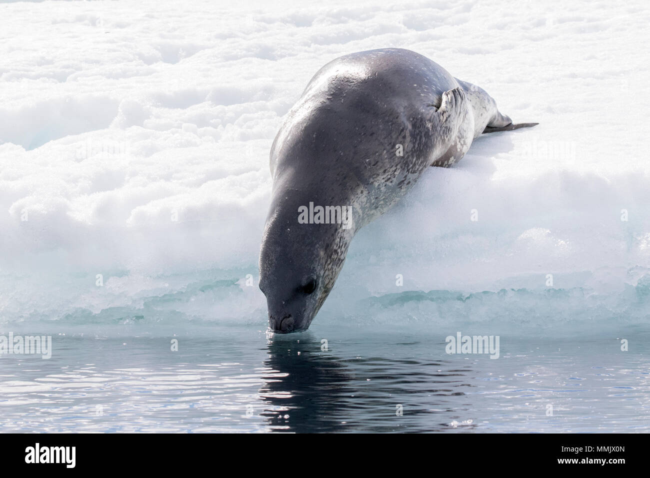 leopard seal Hydrurga leptonyx adult entering water from sea ice, Hope ...