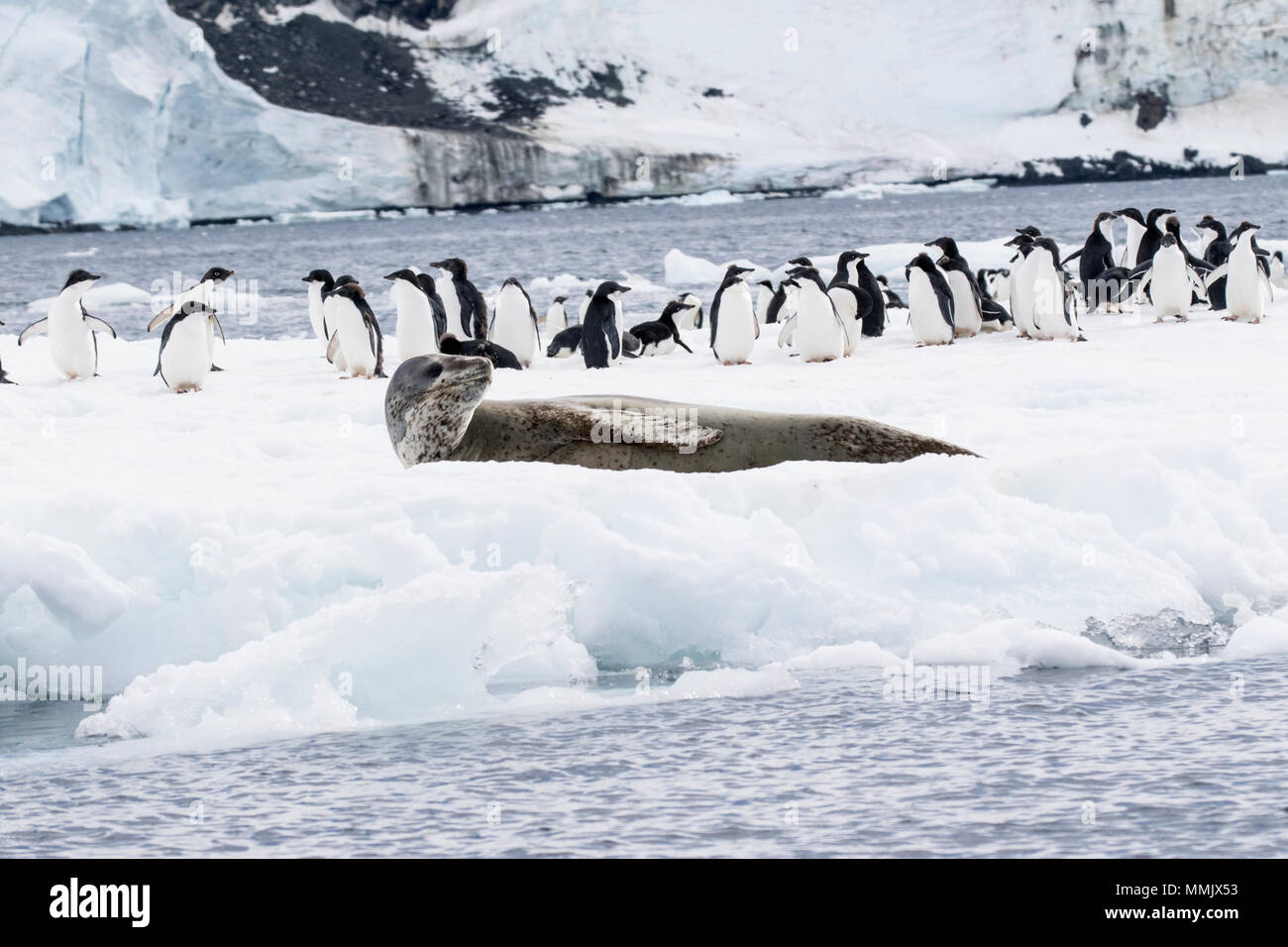 Leopard Seals Eating Emperor Penguins