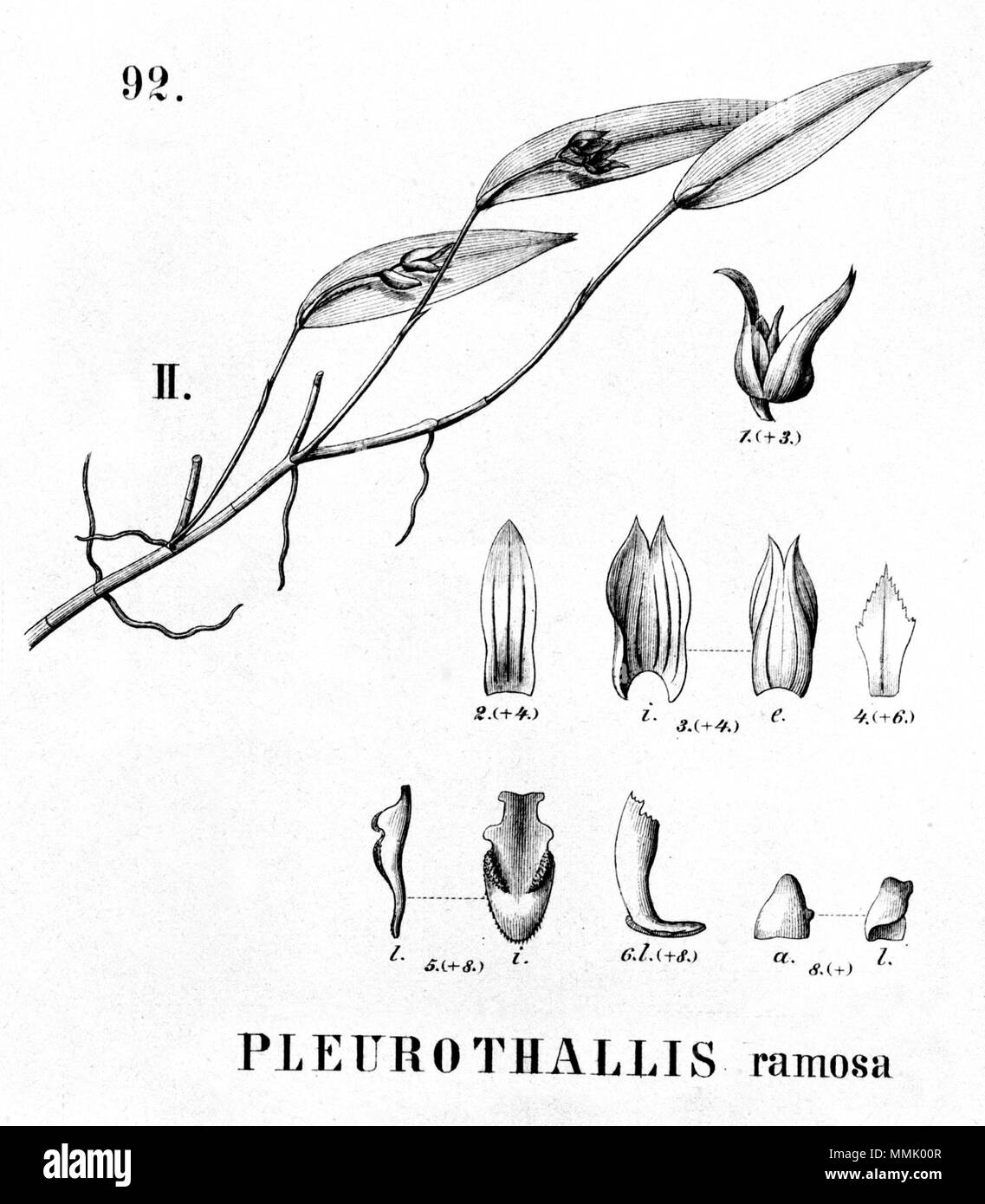 . Illustration of Acianthera ramosa (as syn. Pleurothallis ramosa ...