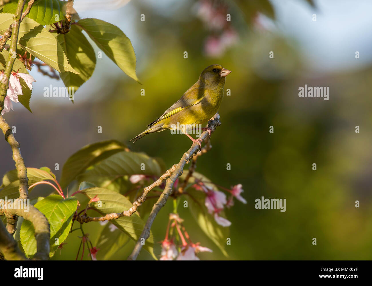 Greenfinch garden uk hedge hi-res stock photography and images - Alamy