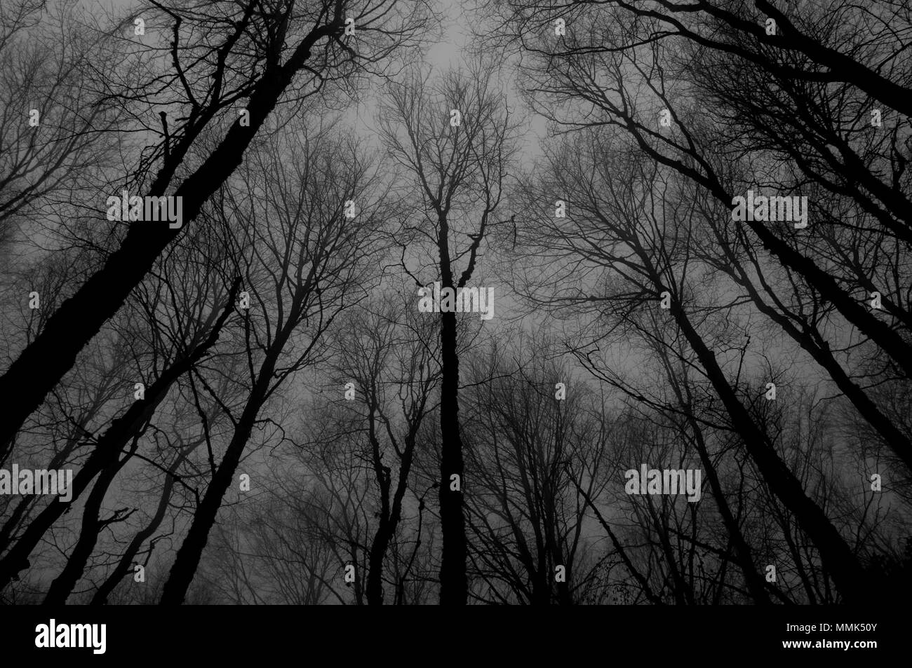 Tall scary trees hi-res stock photography and images - Alamy