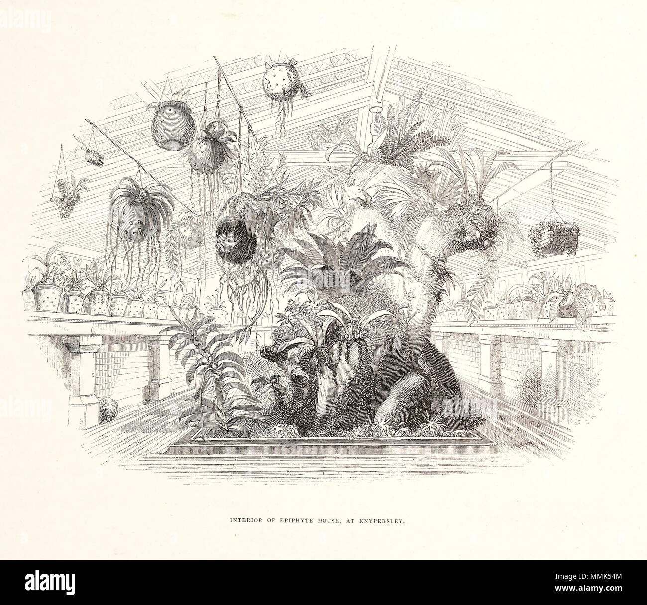 . Illustration of interior of epiphyte house at Knypersley Hall, James ...