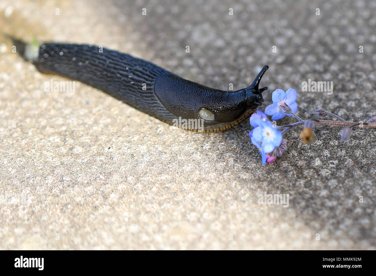 A slug takes a fancy to a forget me not flower. © Ian Jones/Alamy Live ...