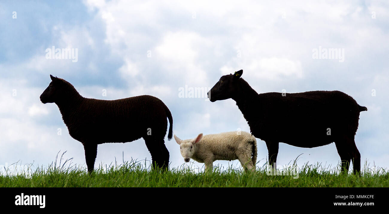 Black sheep pond hi-res stock photography and images - Alamy