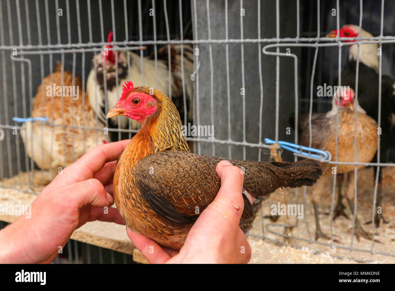 Poultry competition hi-res stock photography and images - Alamy