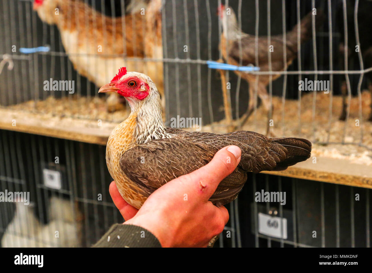 Poultry competition hi-res stock photography and images - Alamy