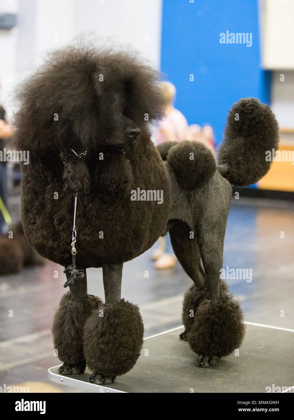 Grooming germany hi-res stock photography and images - Alamy