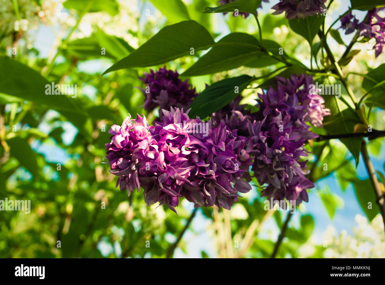 Lilac. Lilacs, syringa or syringe. Colorful purple lilacs blossoms with ...
