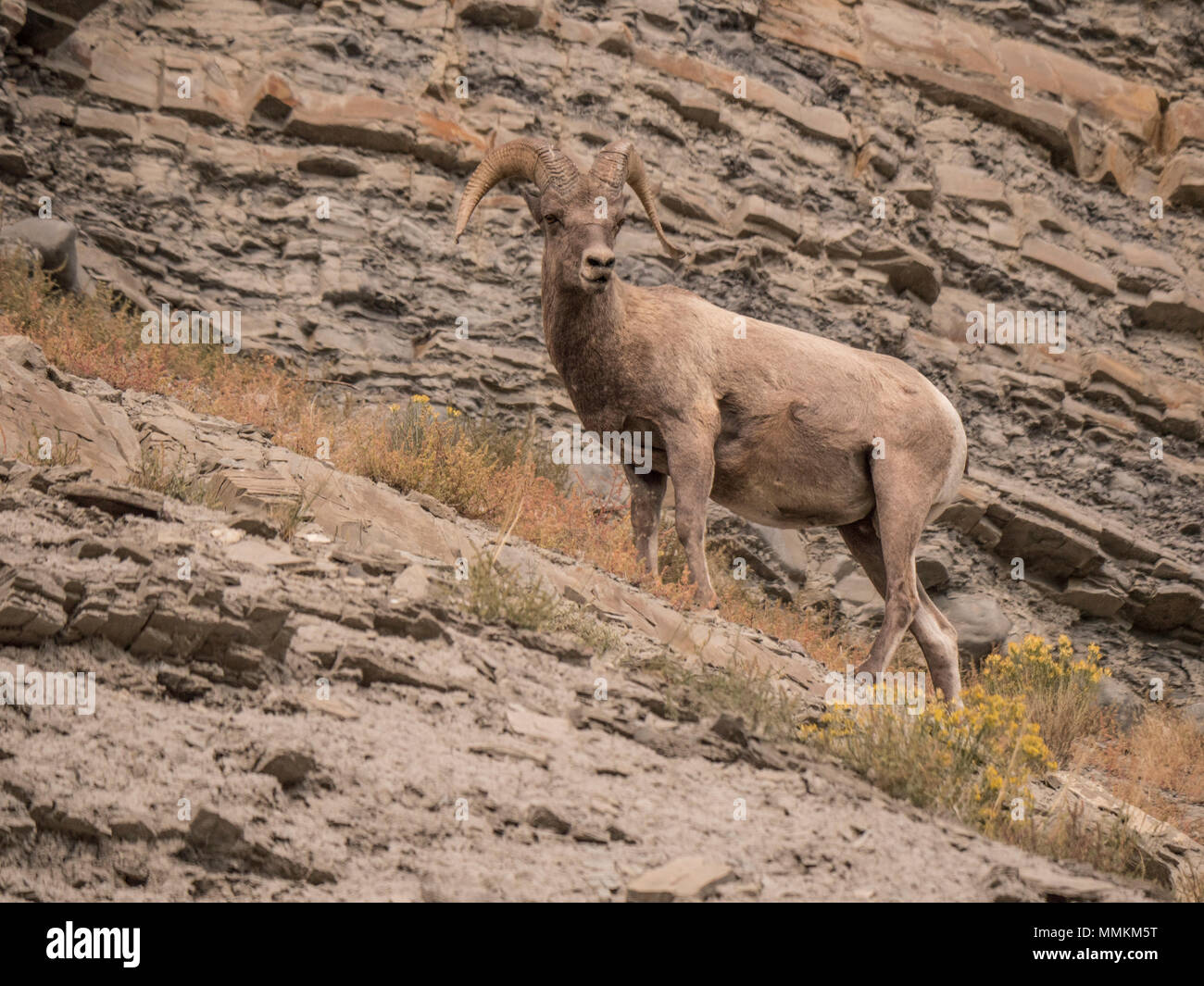 Big horn ram hi-res stock photography and images - Alamy