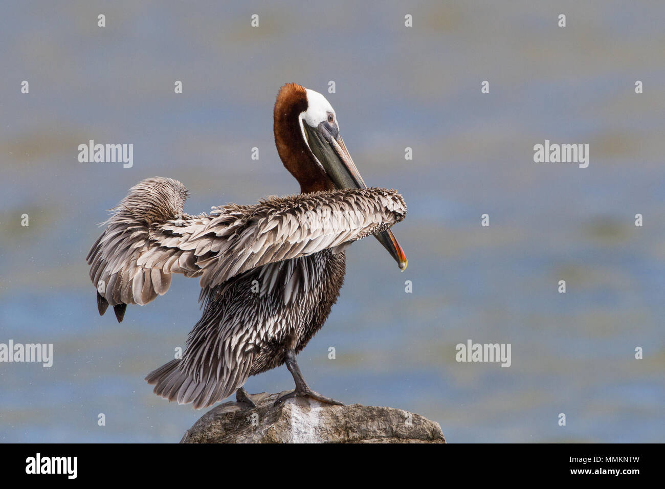 Male pelican hi-res stock photography and images - Alamy