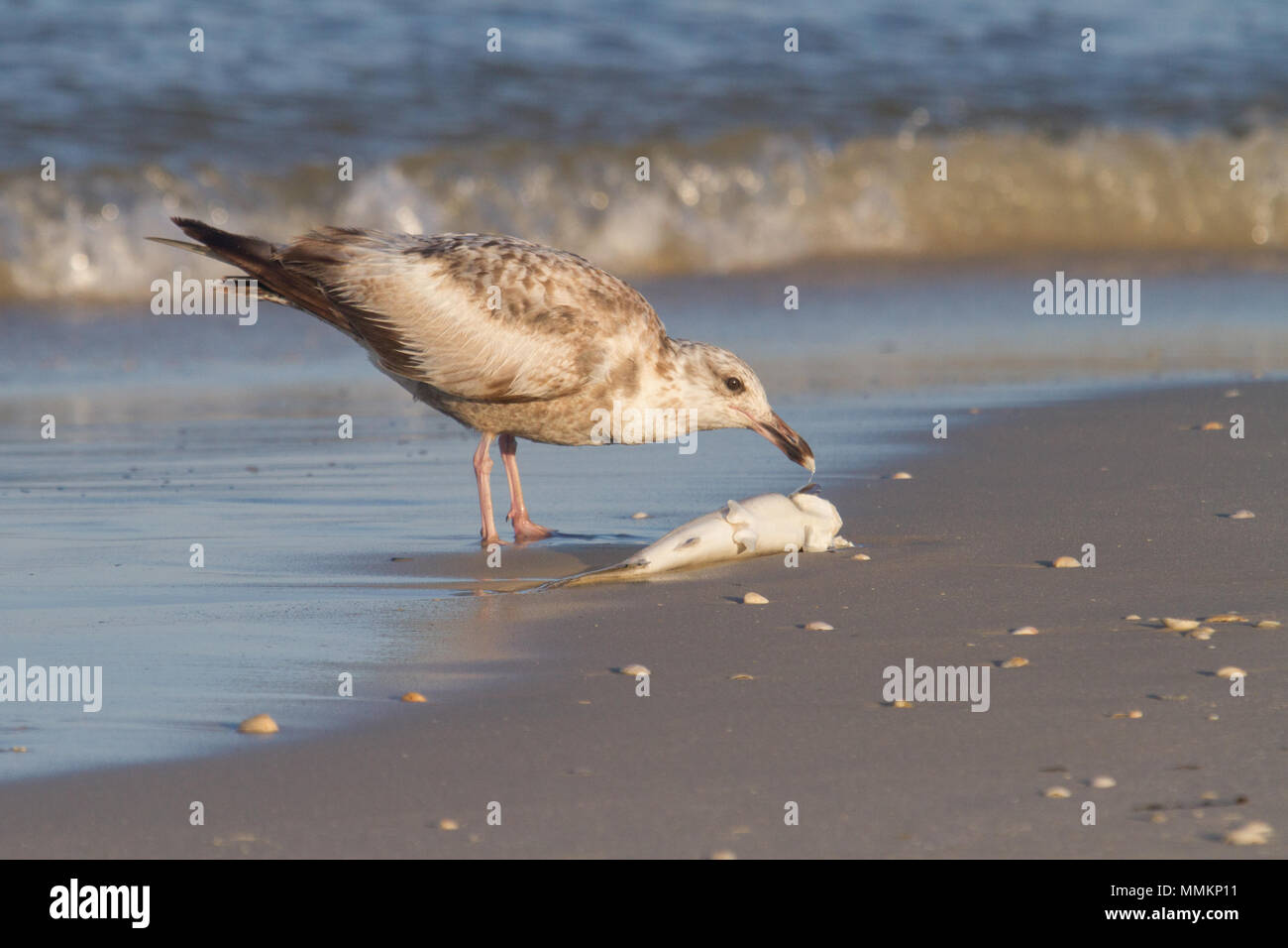 A herring gull scavenging a shark Stock Photo - Alamy
