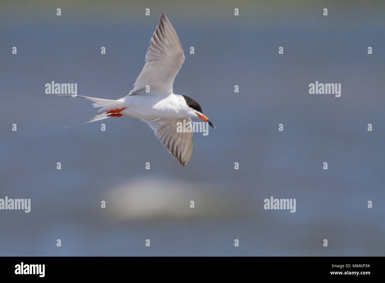 Forster's tern in flight Stock Photo - Alamy