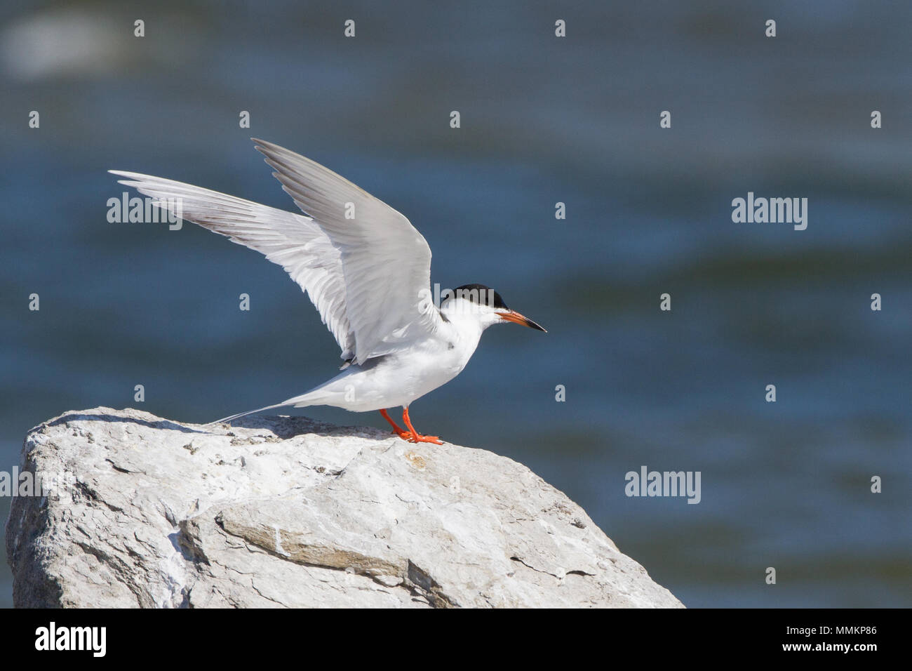 Tern landing hi-res stock photography and images - Alamy