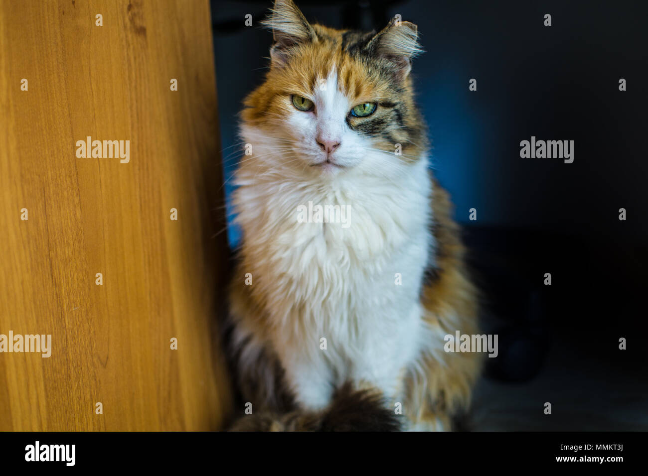 Portrait of a cute colorful furry cat Stock Photo - Alamy