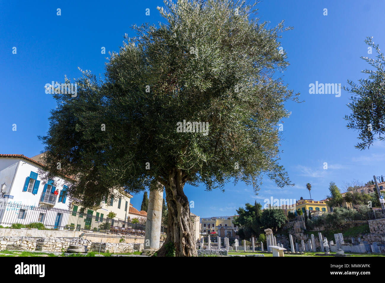 Old olive tree ancient roman hi-res stock photography and images - Alamy