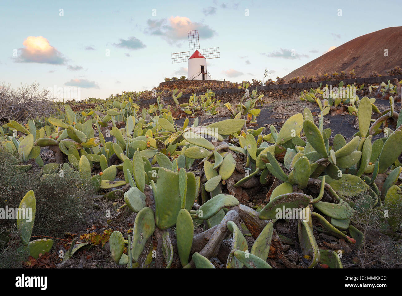 Coccus cacti hi-res stock photography and images - Alamy