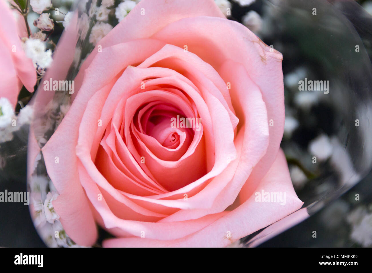 Detail photograph of some natural rose flowers Stock Photo - Alamy