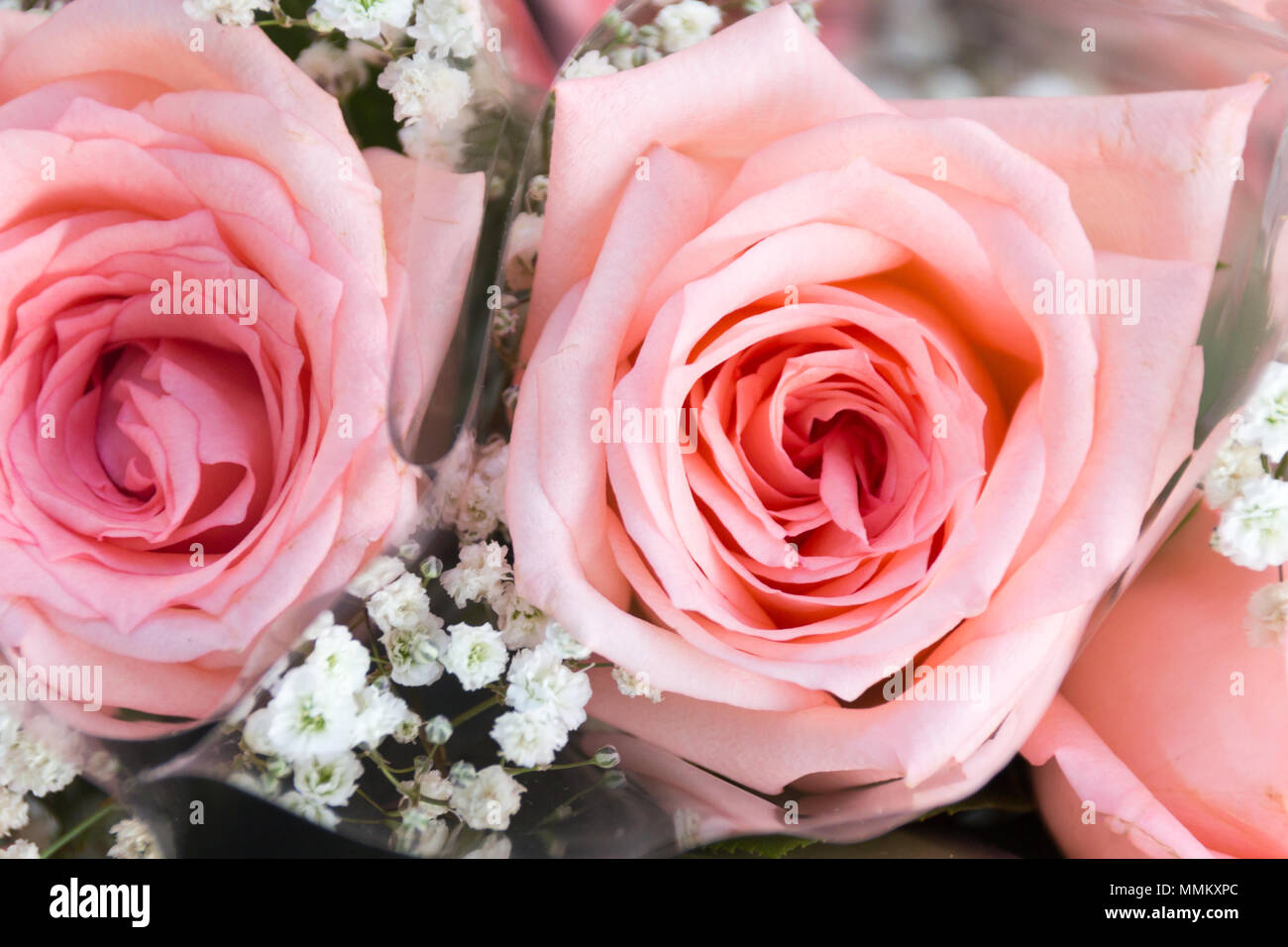 Detail photograph of some natural rose flowers Stock Photo - Alamy