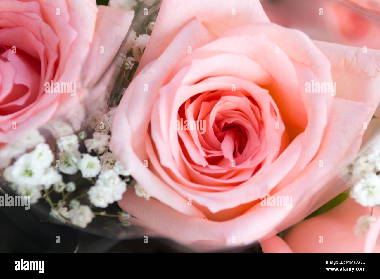 Detail photograph of some natural rose flowers Stock Photo - Alamy