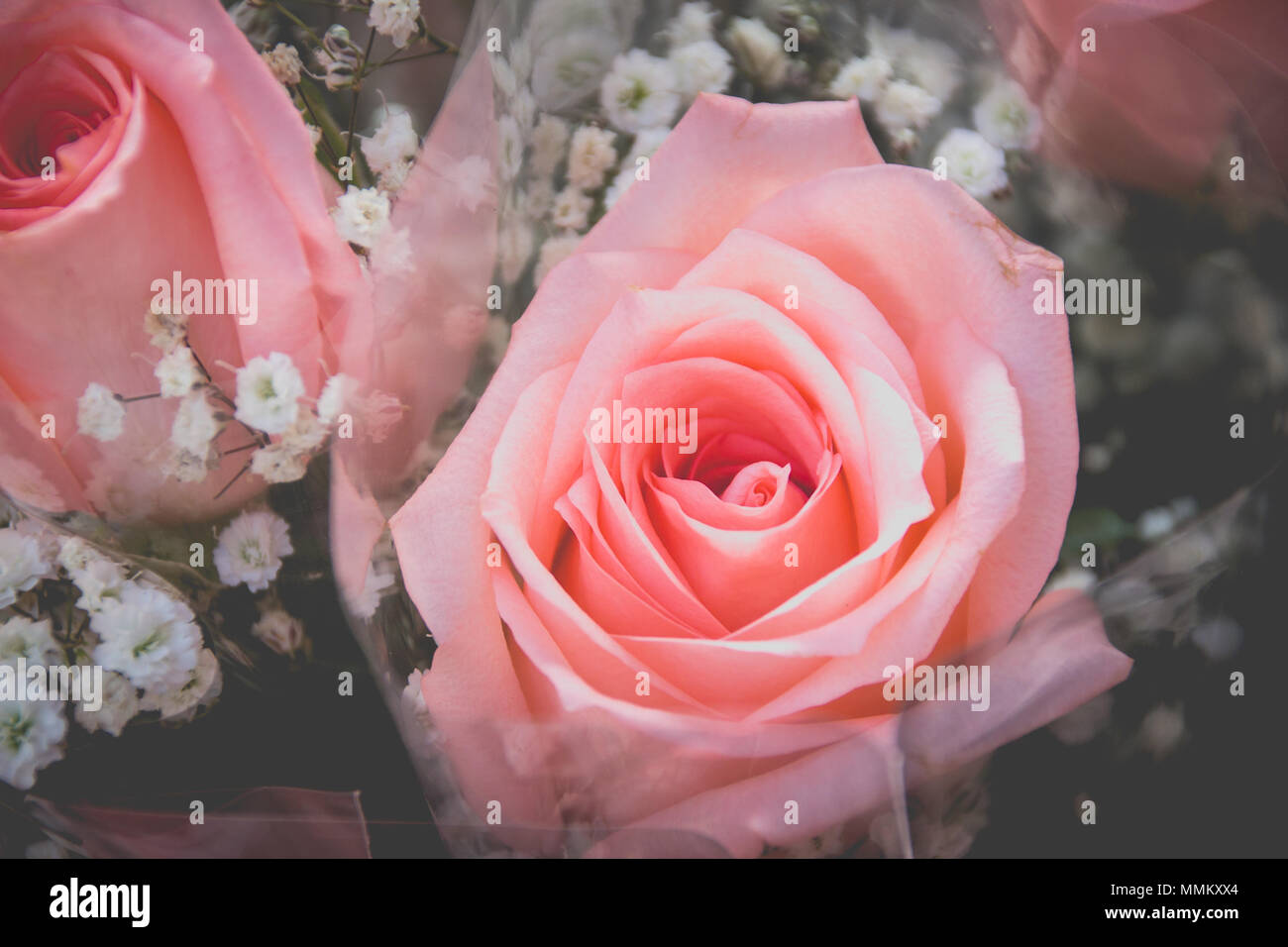 Detail photograph of some natural rose flowers Stock Photo - Alamy