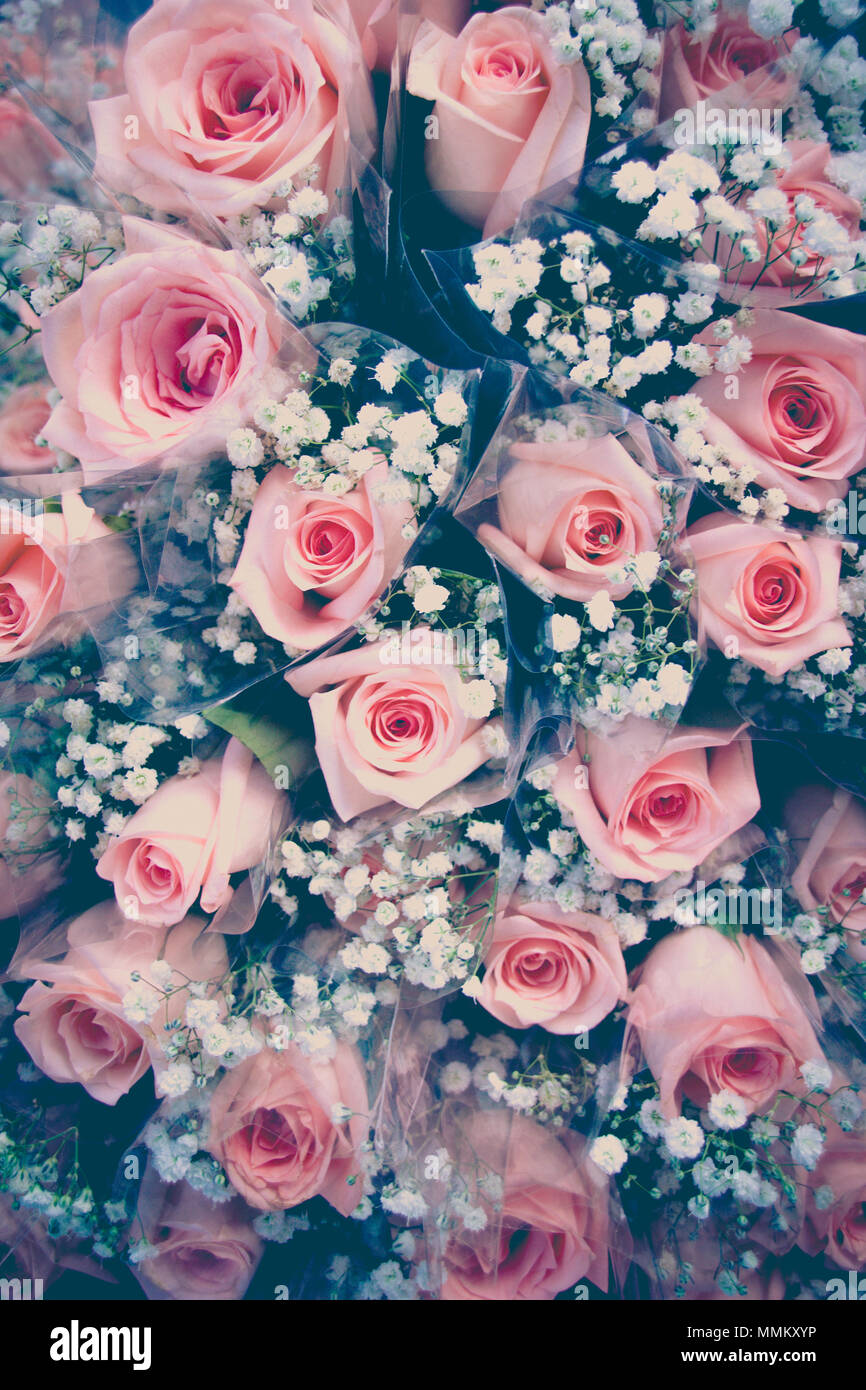 Detail photograph of some natural rose flowers Stock Photo - Alamy