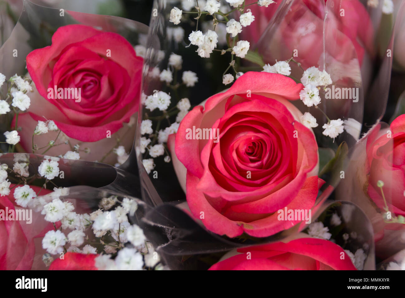 Detail photograph of some natural rose flowers Stock Photo - Alamy
