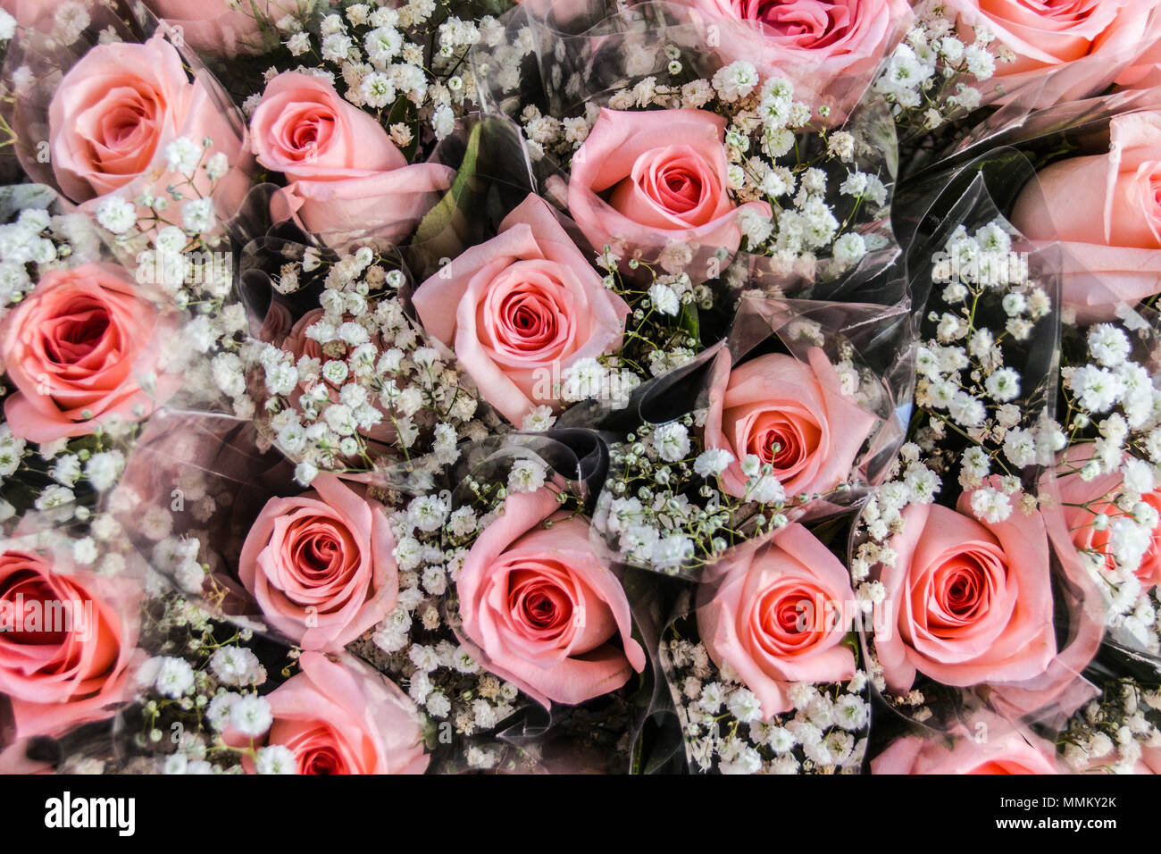Detail photograph of some natural rose flowers Stock Photo - Alamy