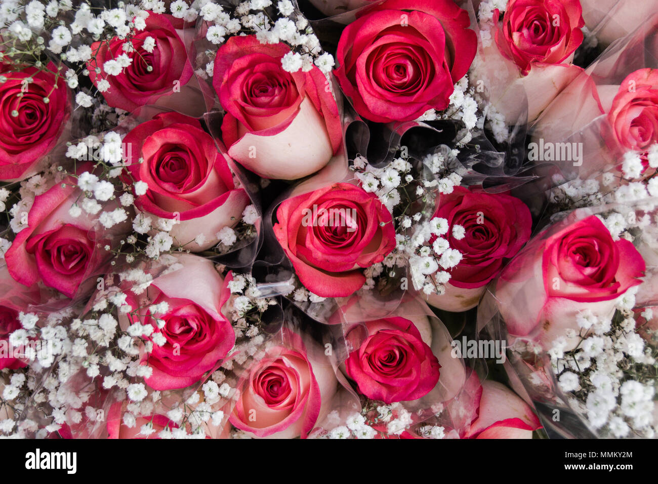 Detail photograph of some natural rose flowers Stock Photo - Alamy