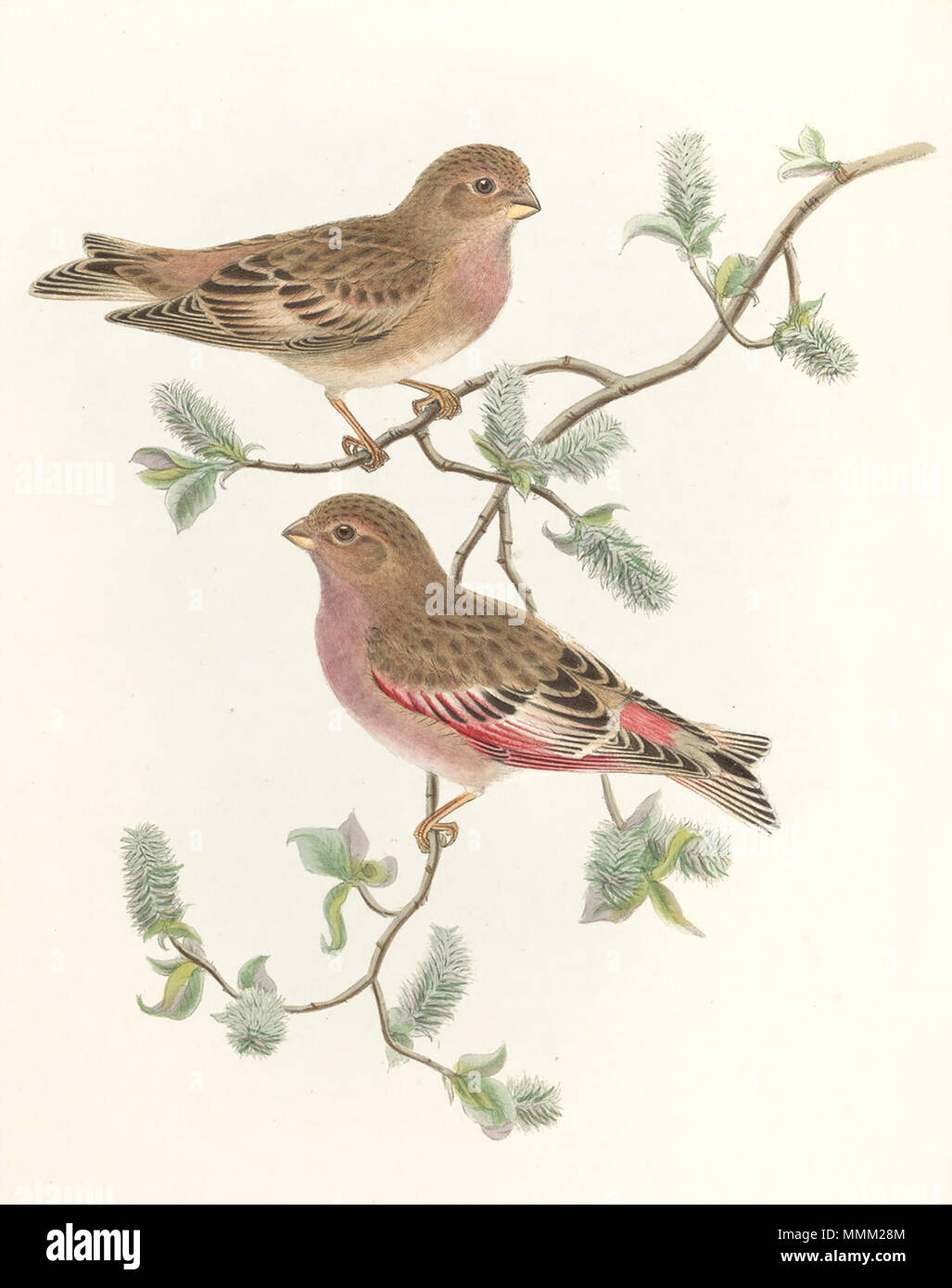 1 19 jpg hi-res stock photography and images - Alamy