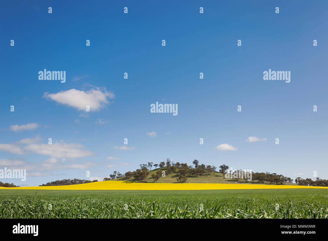 Canola landscape hi-res stock photography and images - Alamy