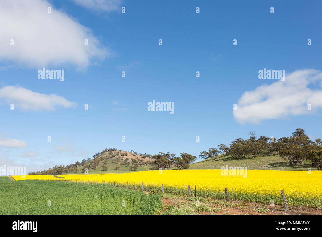 Canola field landscape, York Western Australia Stock Photo - Alamy