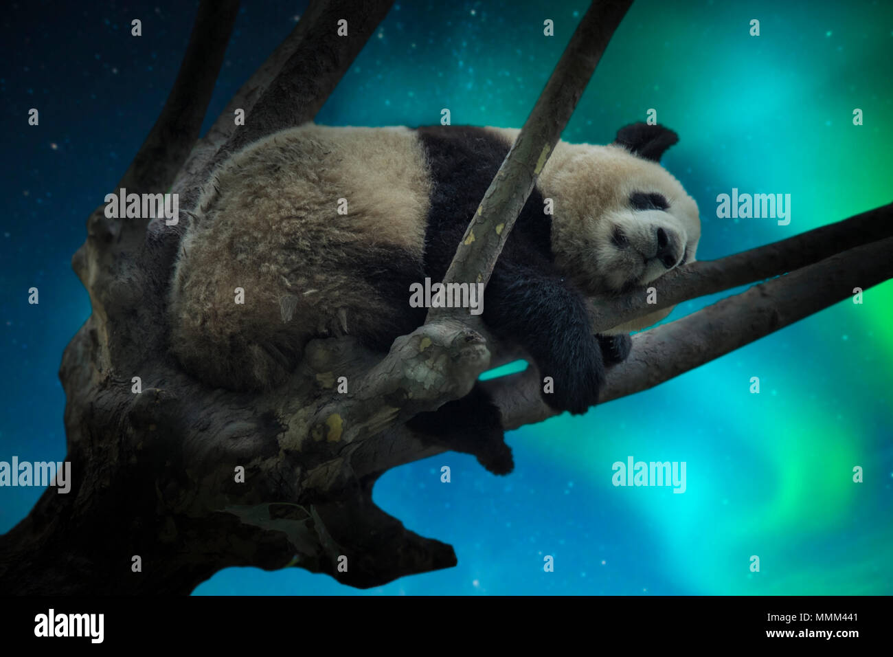 Baby panda resting hi-res stock photography and images - Alamy